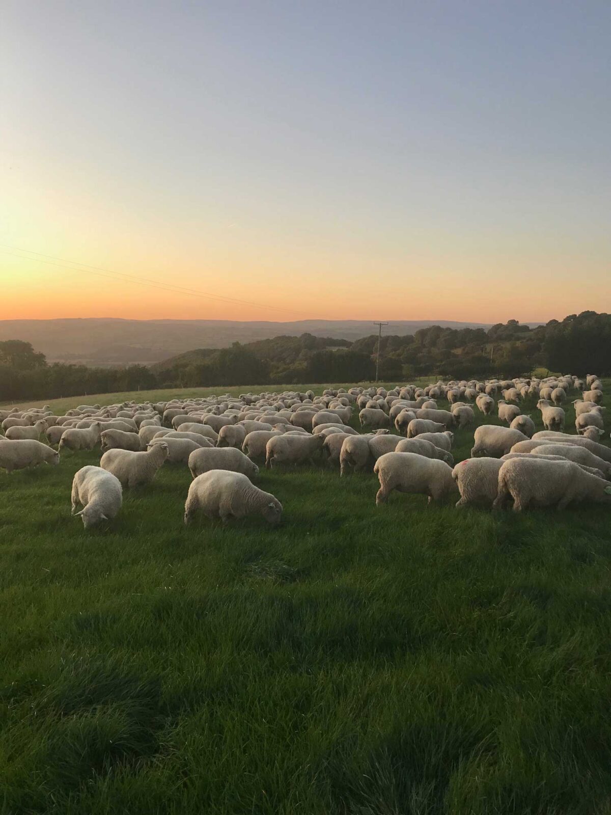 UK Importer top quality New Zealand Genetics Romney breeding stock
