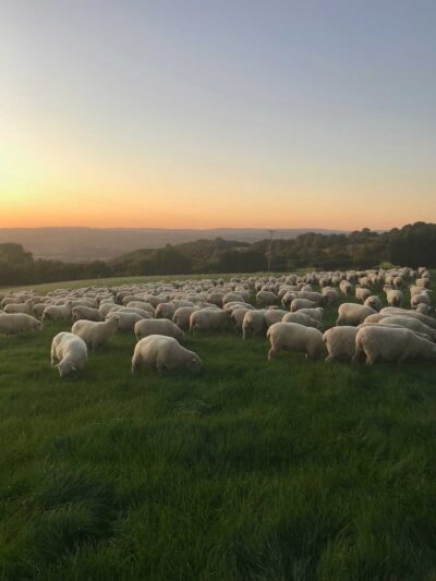 UK Importer top quality New Zealand Genetics Romney breeding stock