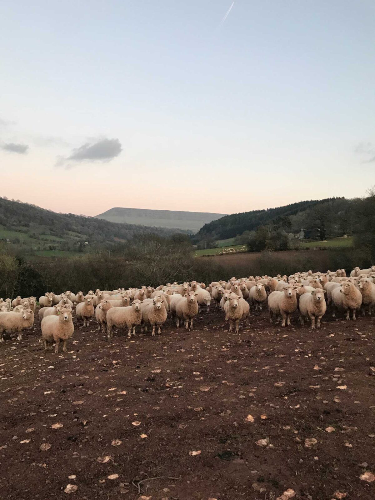 UK Importer top quality New Zealand Genetics Romney breeding stock