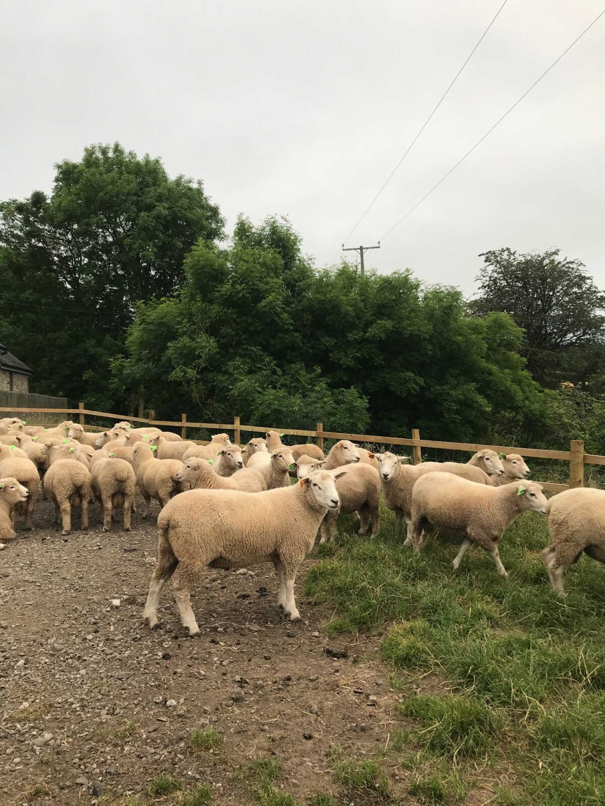 UK Importer top quality New Zealand Genetics Romney breeding stock