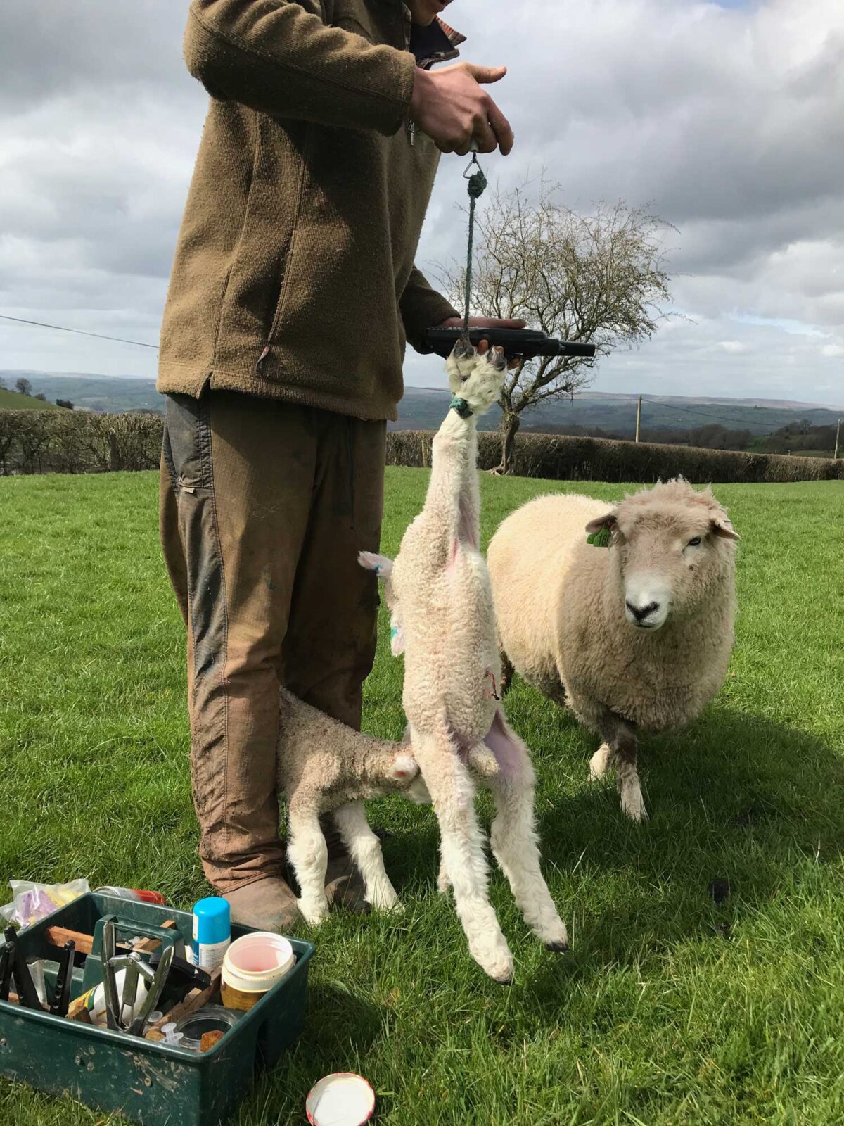 UK Importer top quality New Zealand Genetics Romney breeding stock