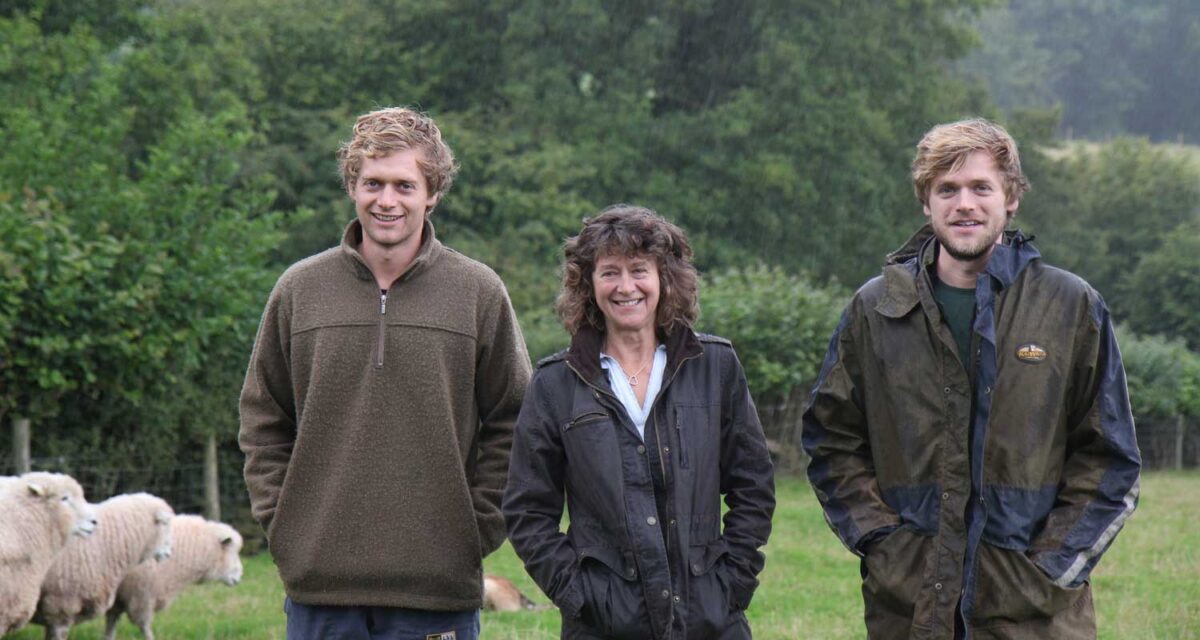 UK Importer top quality New Zealand Genetics Romney breeding stock