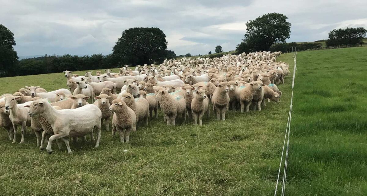 UK Importer top quality New Zealand Genetics Romney breeding stock